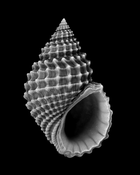 » Shell Lace structure by Tonkin Liu