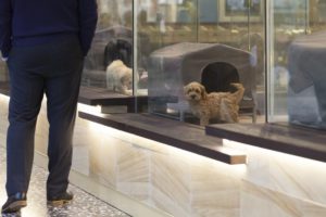 » Pampered Petz pet store by Rptecture Architects, Sydney – Australia